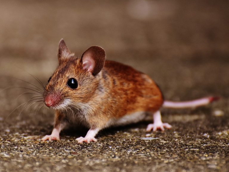 焦虑, 恐惧 & 抑郁(Anxiety/fear/depression) – 诺达思