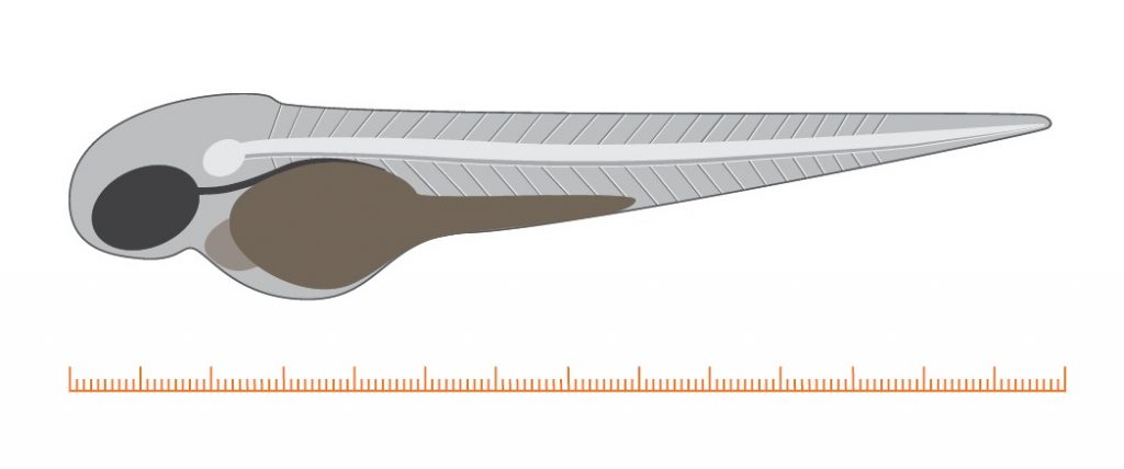 斑马鱼微视行为分析系统（DanioScope） – 诺达思