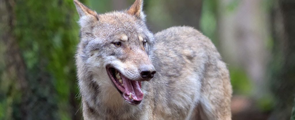 observer-xt-animal-set-up – 诺达思