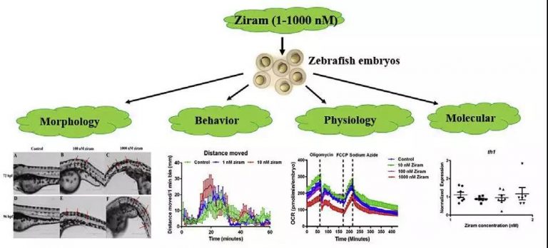 福美锌（ziram）对斑马鱼的发育和行为活动的影响 – 诺达思