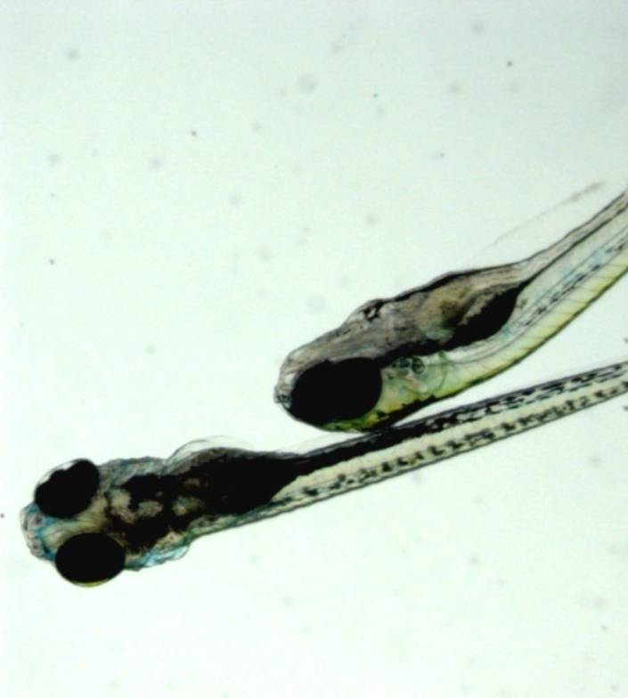optogenetics-zebrafish – 诺达思