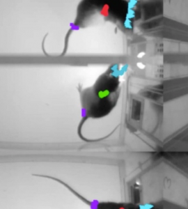 啮齿类动物视频跟踪(Rodent video tracking) – 诺达思