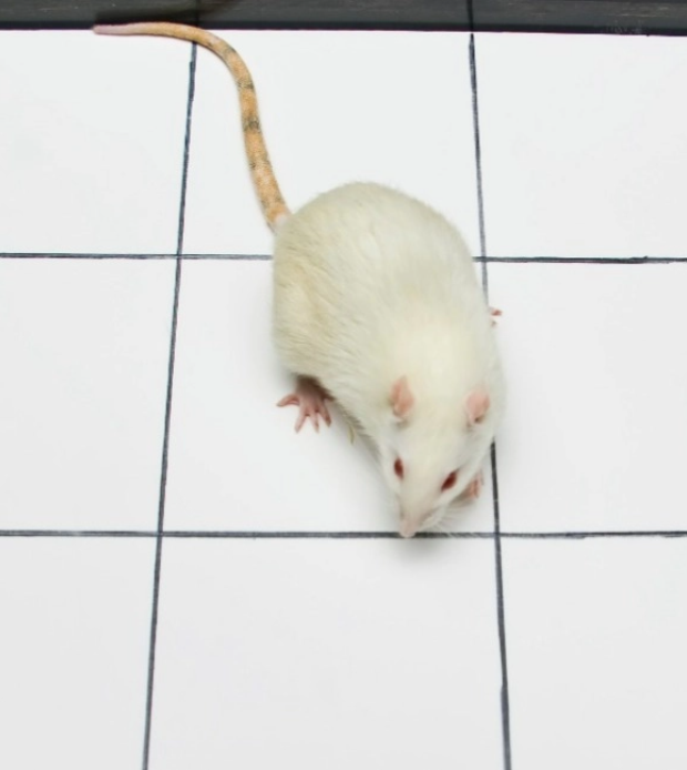 旷场实验(Open field) – 诺达思