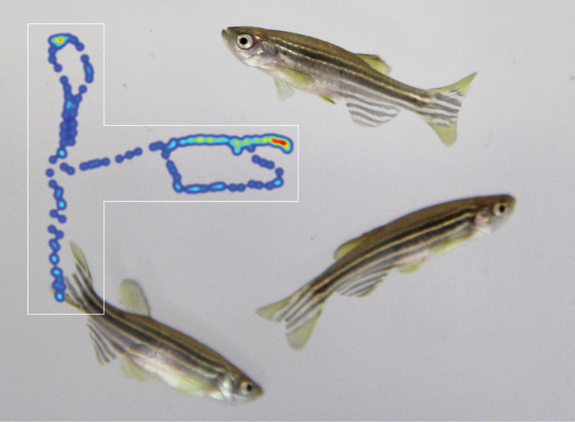 你知道鱼是否有同情心吗？ – 诺达思